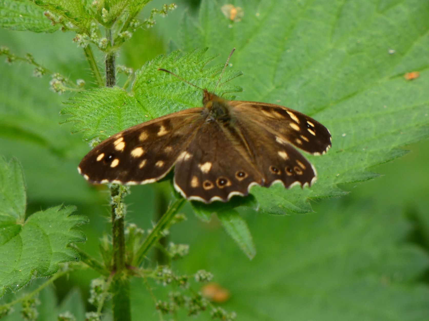 5) Lower Hartshay Butterflies – Lower Hartshay Bird Group